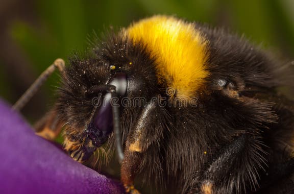 Hommel stock afbeelding. Image of sluit, wild, schoonheid - 25708999
