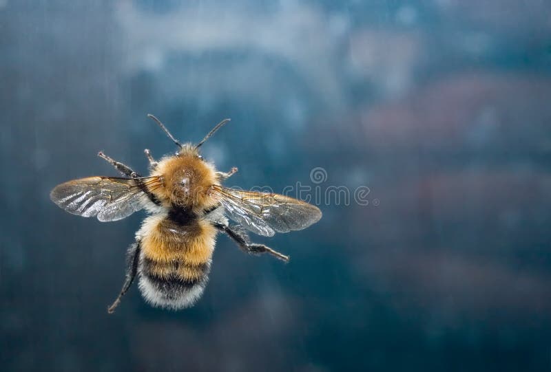 Hommel stock afbeelding. Image of sinaasappel, tuinbouw - 2698655