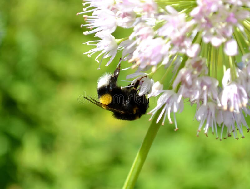 Hommel stock foto. Image of insect, hommel, groen, bloem - 27358328