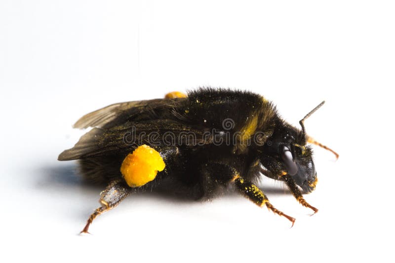 Hommel/Bombus-terrestris stock afbeelding. Image of nectar - 32913869