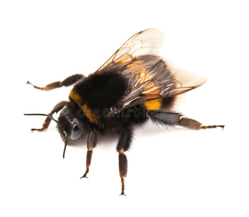 Hommel stock afbeelding. Image of honing, geel, zwart - 15074483