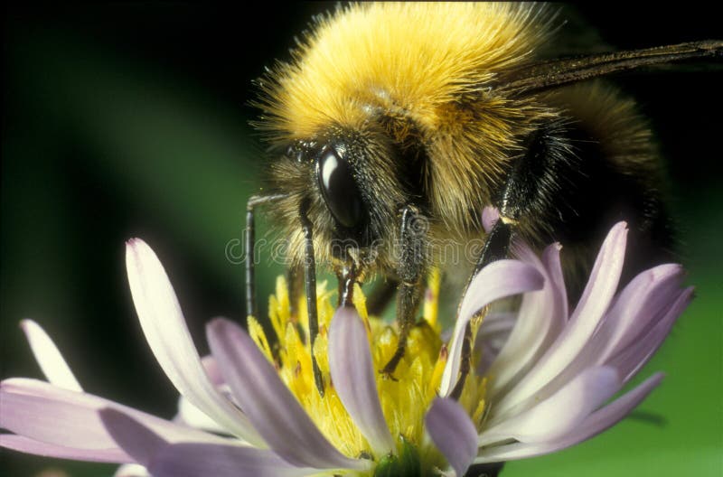 Hommel stock foto. Image of zonneschijn, nectar, bezig - 399768