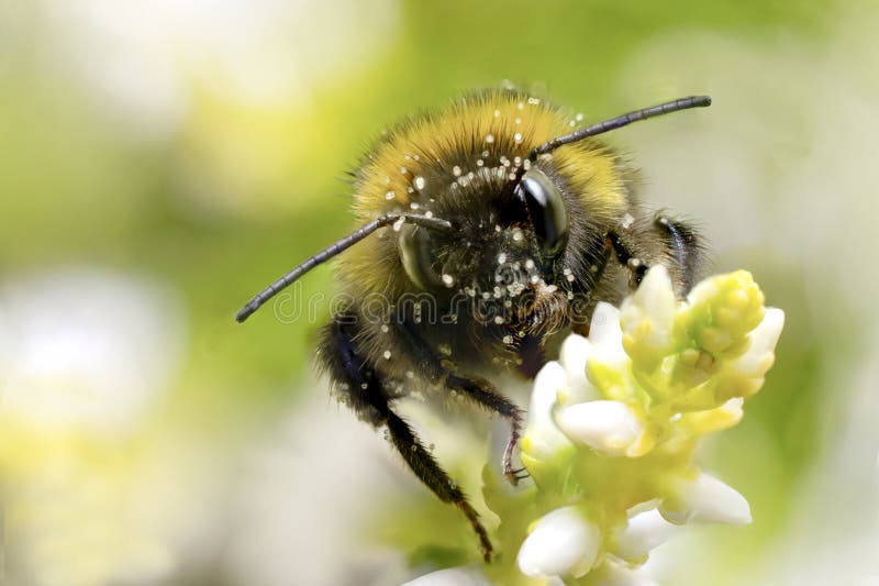 Hommel Die Stuifmeel Verzamelt Stock Afbeelding - Image of sering ...