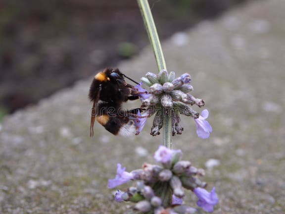 Hommel stock foto. Image of roze, tuin, hommel, purper - 57434762