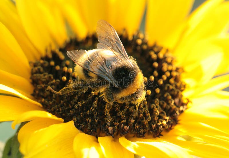 Schuilplaats Van Het Het Nest De Houten Kunstmatige Huis Van De ...