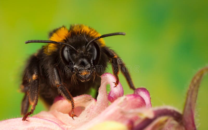 Hommel stock foto. Image of verzamelen, wetenschap, zomer - 92864880