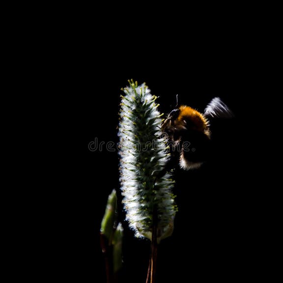 Hommel stock foto. Image of hommel, nave, finland, sinaasappel - 94325754