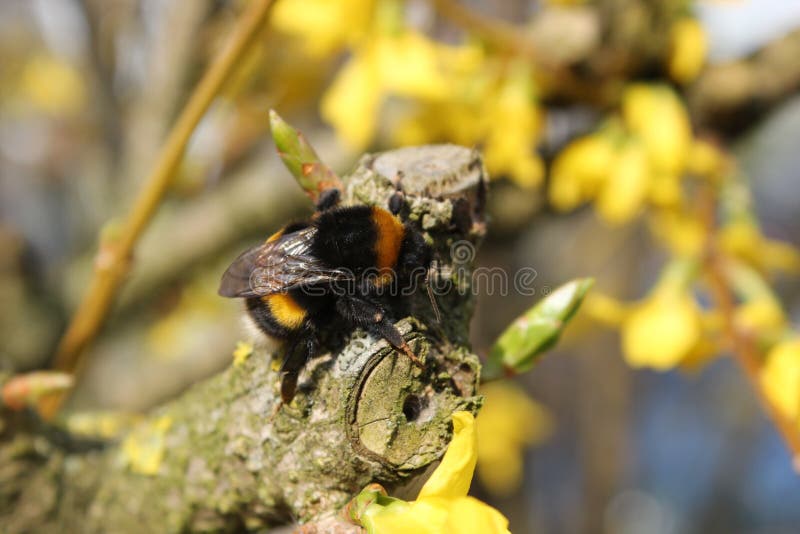 Hommel bij de Gele Bloei stock foto. Image of achtergronden - 40290708