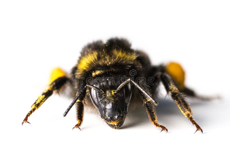 Hommel/Bombus-terrestris stock afbeelding. Image of nectar - 32913869