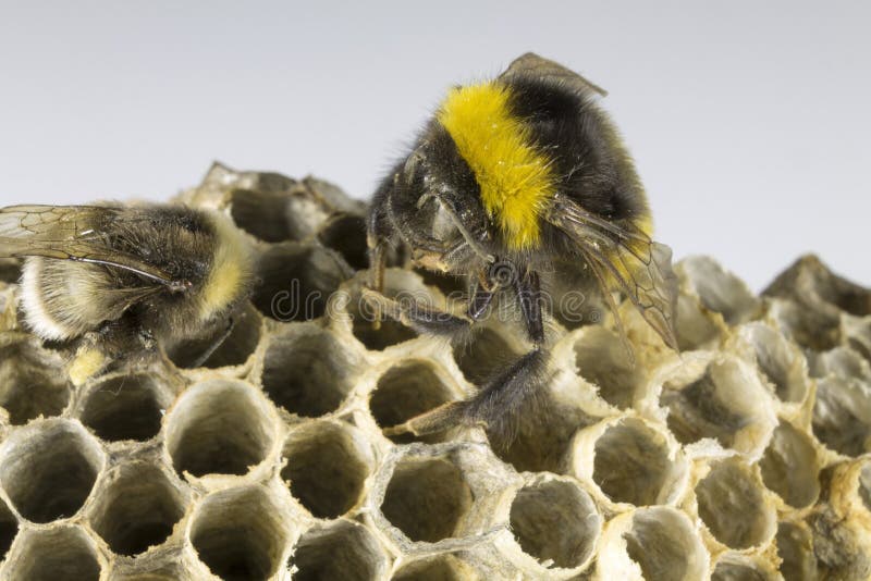 Hommelnest stock foto. Image of ecologie, levensonderhoud - 39565346