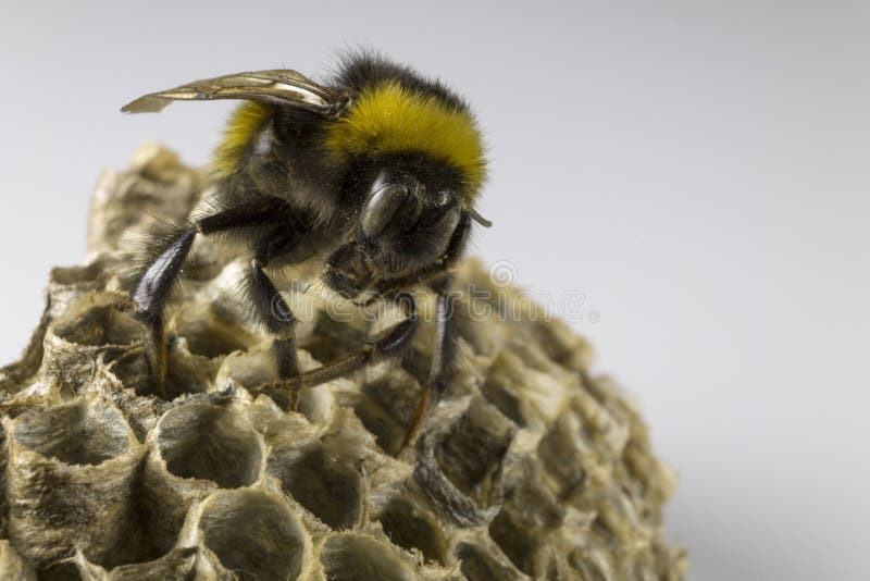 Experiment Met De Hommelnest Stock Afbeelding - Image of dozen ...