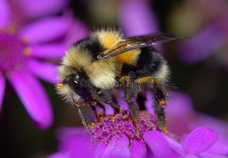 Hommel in De Roze Aster Van New England Stock Foto - Image of roze ...