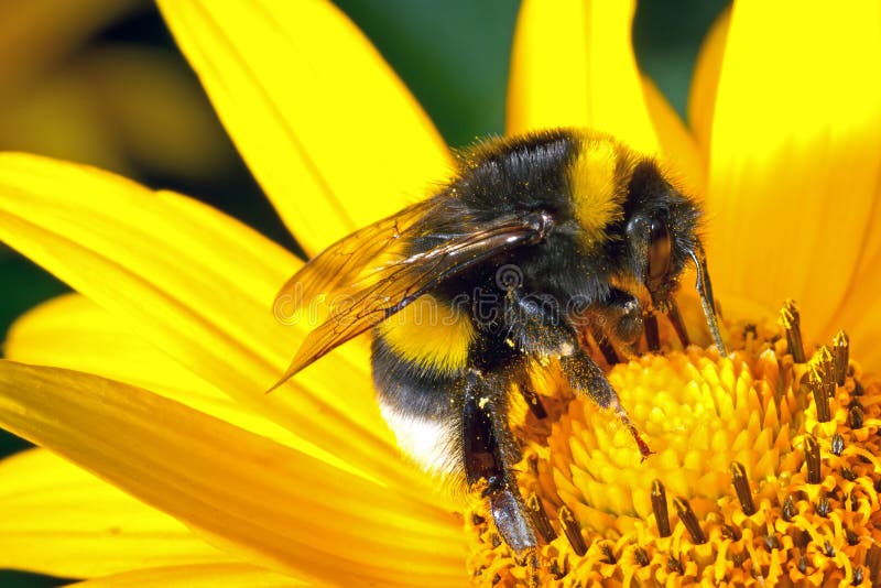 Hommel op de bloem stock foto. Image of bloesem, tuin - 25860188