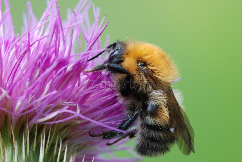 Het Mozaïek Van Bijen En Van Hommels Stock Foto - Image of vleugel ...