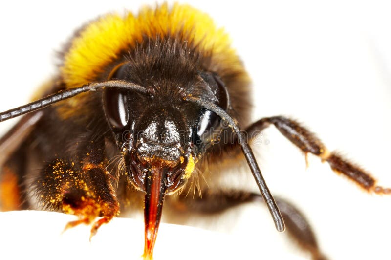 Hommel stock afbeelding. Image of nectar, gevaar, werk - 24389001