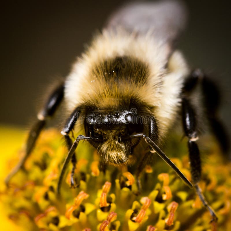 Hommel Op Gele Bloem Foto. Afbeelding: 82962101