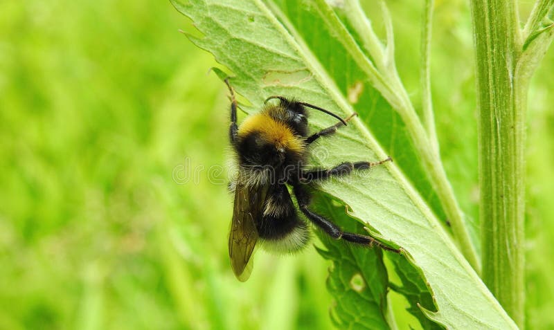 Mooie Hommel Op Violette Bloem, Litouwen Stock Afbeelding - Image of ...