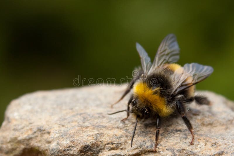 Hommel op steen stock afbeelding. Image of lente, steen - 11575445