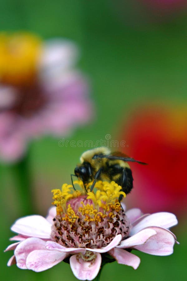 Hommel Tijdens De Vlucht, Hommel in Het Oogsten Van Stuifmeel Stock ...