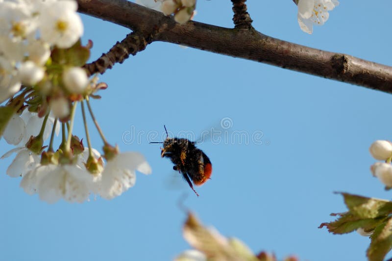 Hommel tijdens de vlucht stock afbeelding. Image of bloesem - 4979923