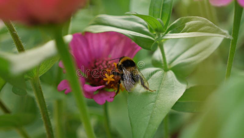 Bijen, Hommel, Bestuiving, Nectar, Insect, Vleugels, Gestreept ...