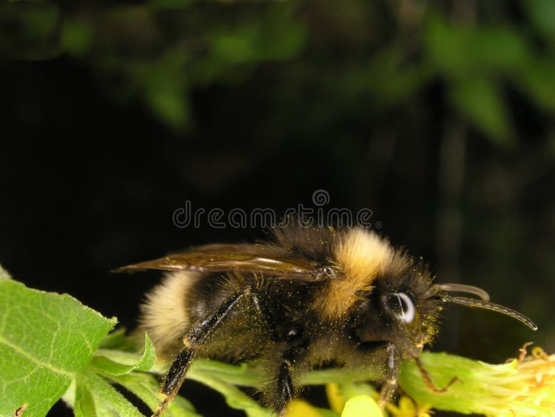 Hommels stock afbeelding. Image of gezoem, geel, europees - 707299