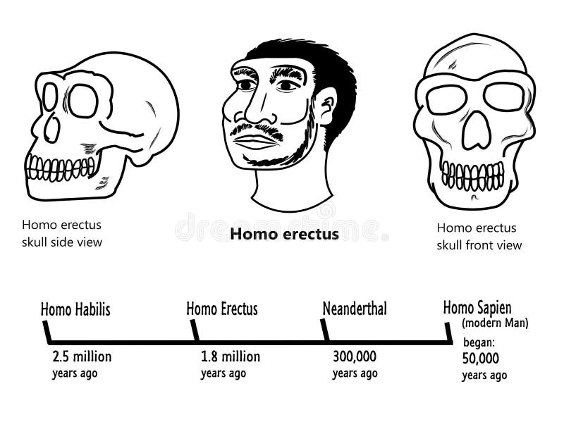 Homo Sapiens Neanderthalensis Face