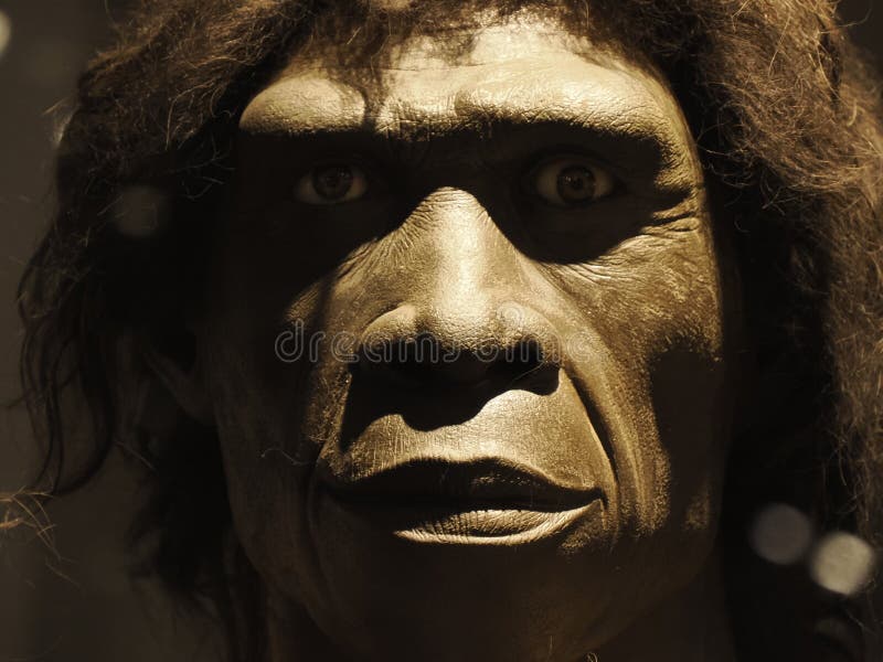 Homo Erectus Facial Reconstruction