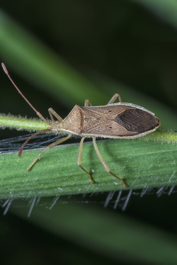 Homoceocerus the Small Leaf-footed Bug Insect. Stock Photo - Image of ...