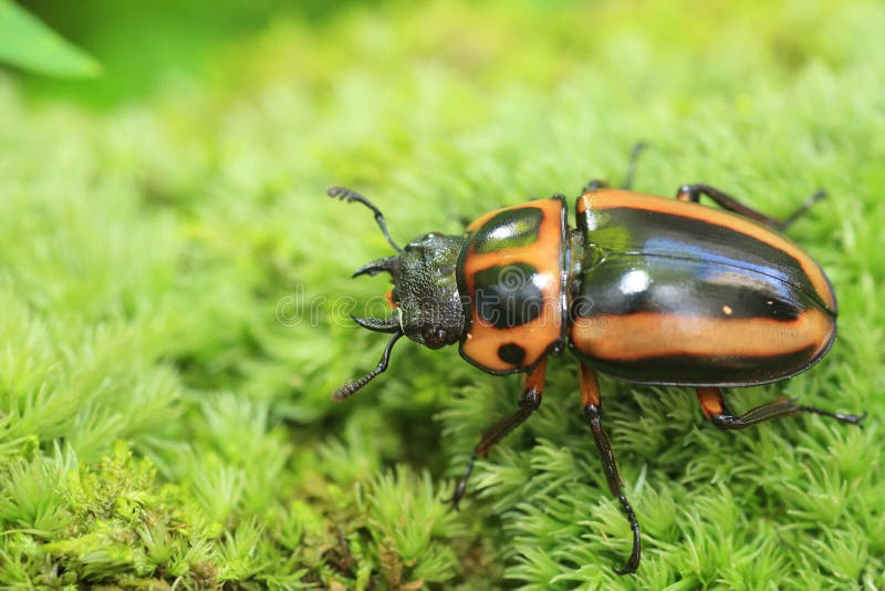 Homoderus Mellyi Stag Beetle Stock Photo - Image of forest, homoderus ...
