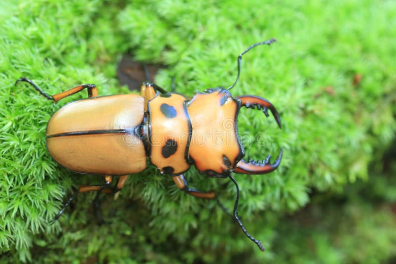 Homoderus Mellyi Stag Beetle Stock Photo - Image of insect, jungle ...