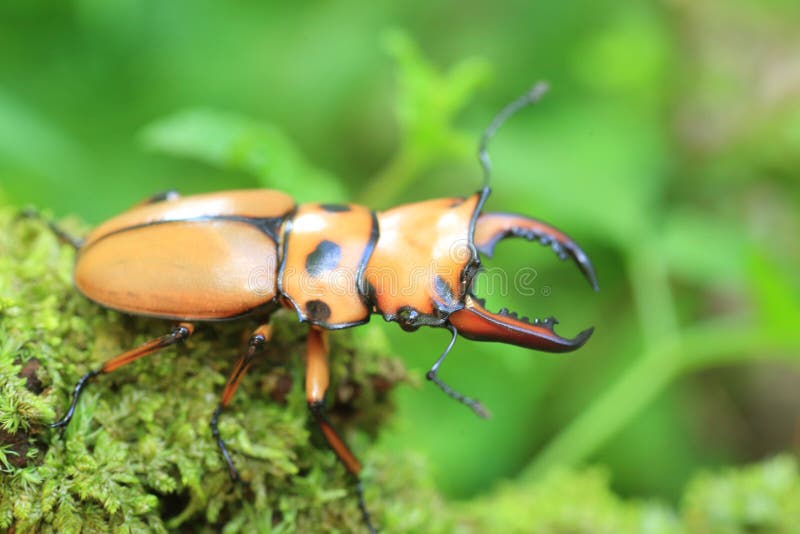 Homoderus Mellyi Stag Beetle Stock Photo - Image of insect, jungle ...