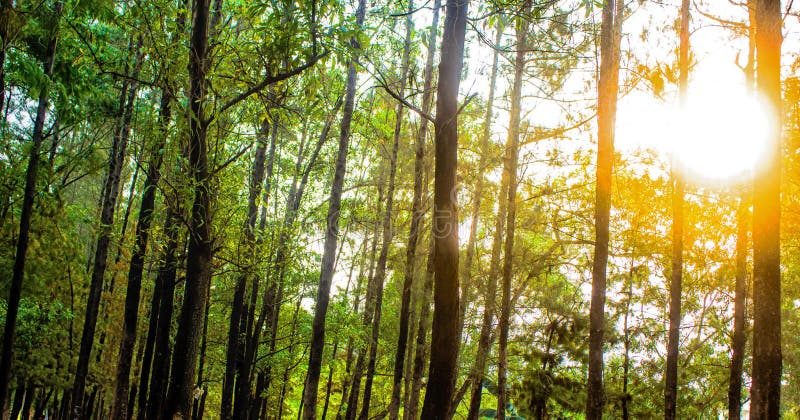 Homogen Forest Stock Photos - Free & Royalty-Free Stock Photos from ...