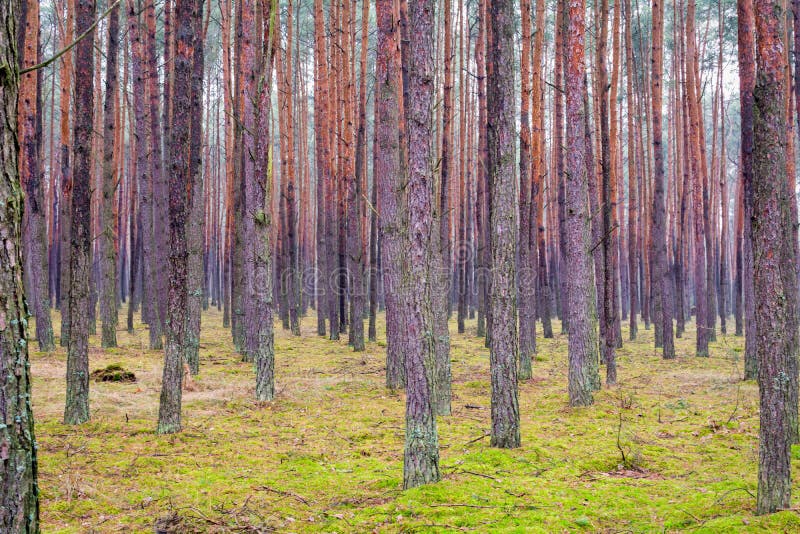 A Typical Forest in Central Poland. Stock Image - Image of pine, poland ...