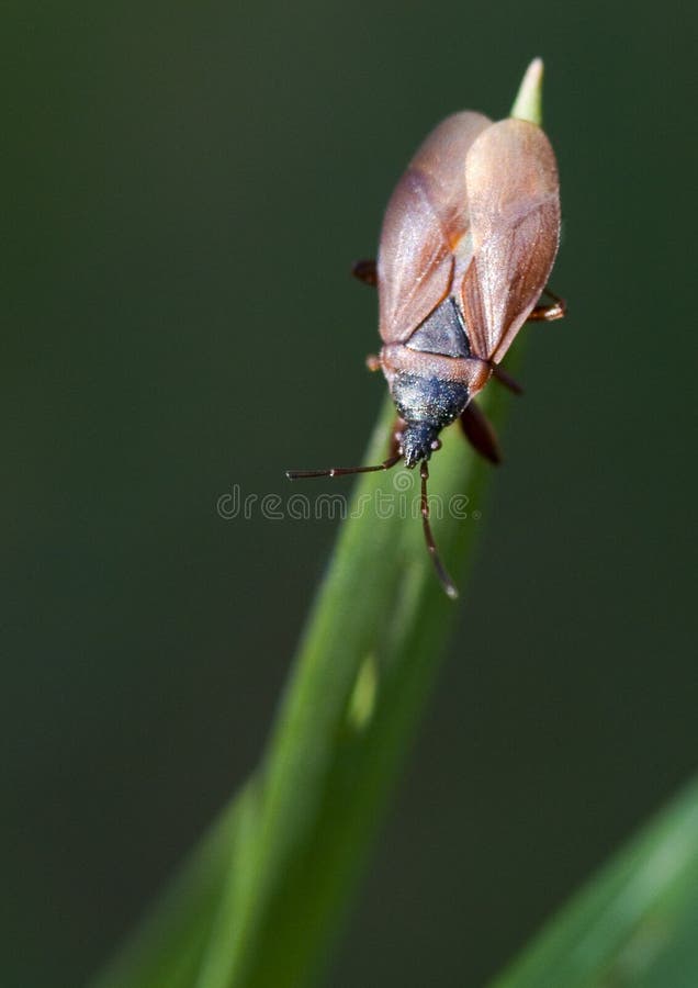 Homoptera stock photo. Image of outdoors, park, meadow - 23905422