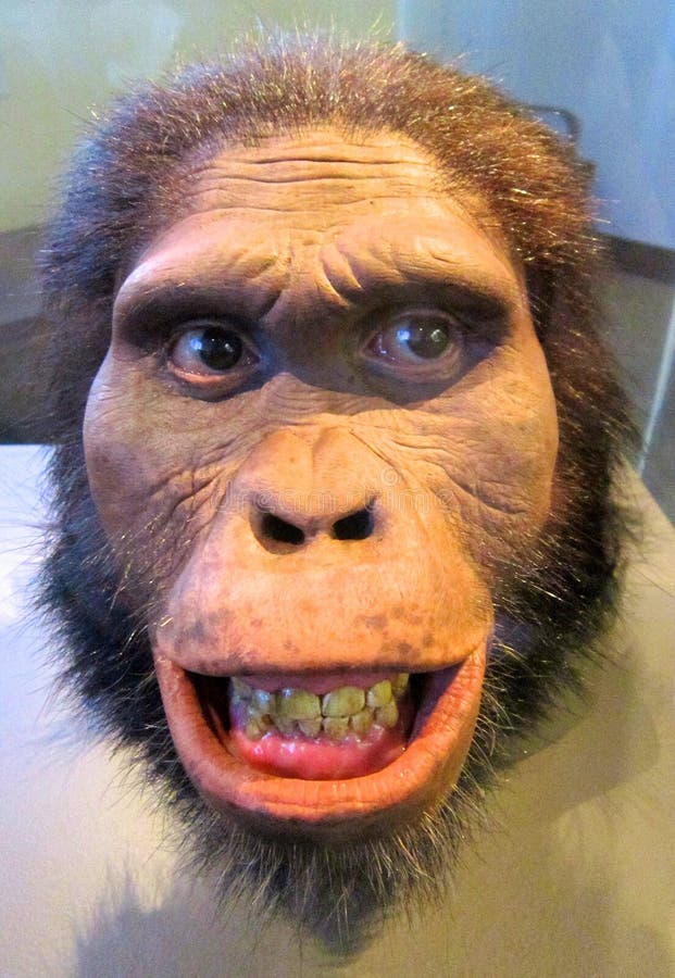 Homosapien imagen editorial. Imagen de ojos, mono, pelo - 56953970