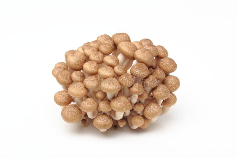 Hon-shimeji foto de archivo. Imagen de setas, grupo, hongos - 32357460