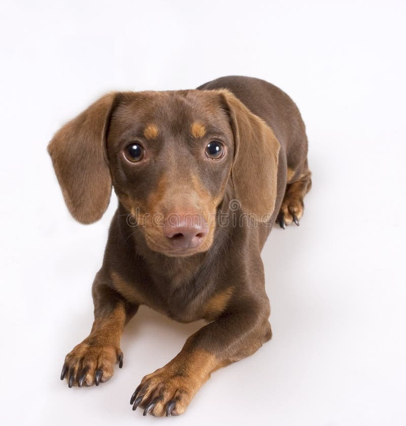 Hond stock foto. Image of gooi, teckel, vriend, hond, bruin - 1959402