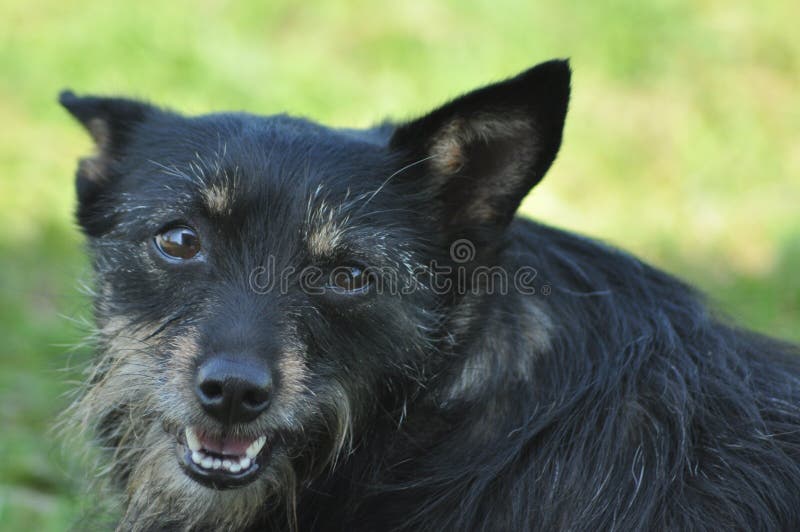 Hond, bastaard met tong stock foto. Image of dorstig - 51903994