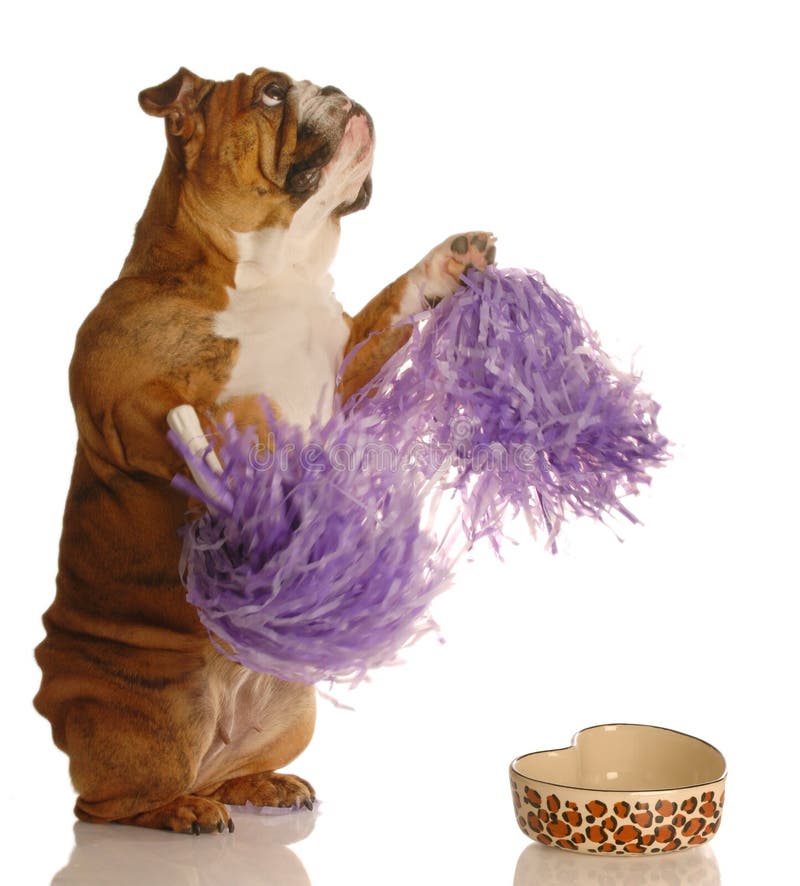 Hond Die Bedelt Worden Gevoed Stock Foto - Image of juichen, engels ...