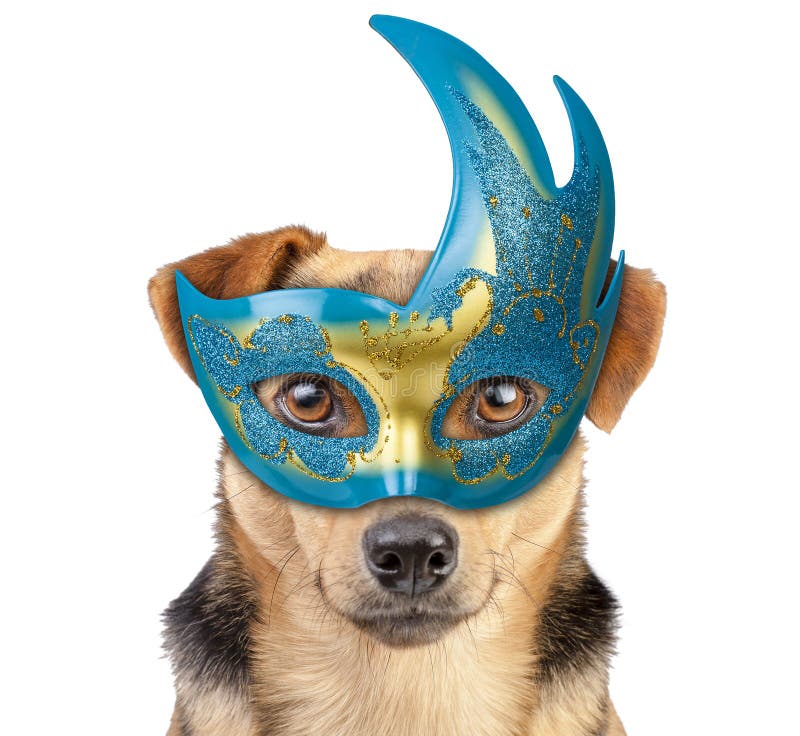 Hond Die Carnaval-masker Dragen Stock Afbeelding - Image of kleurrijk ...