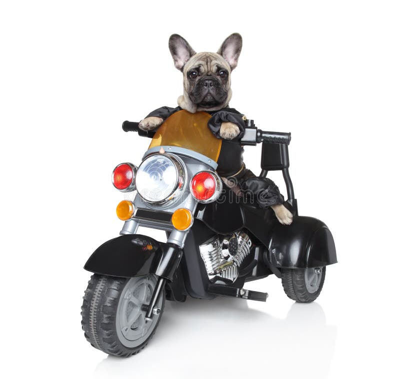 Hond Die Op Een Motorfiets Berijdt Stock Foto - Image of zitting, klein ...