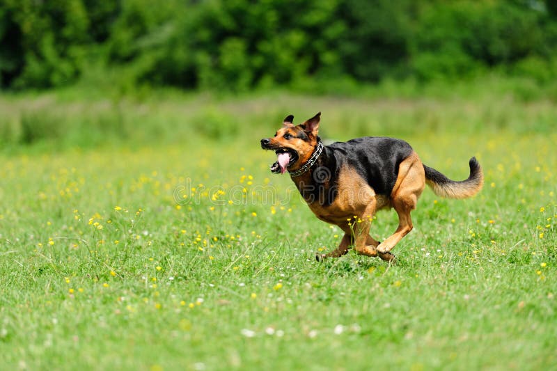 Lopende hond stock afbeelding. Image of lopen, looppas - 2379955