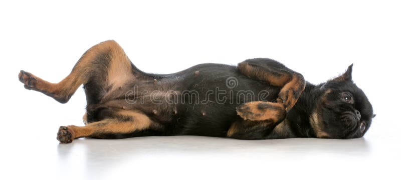 Hond die op rug leggen stock afbeelding. Image of truc - 45828811