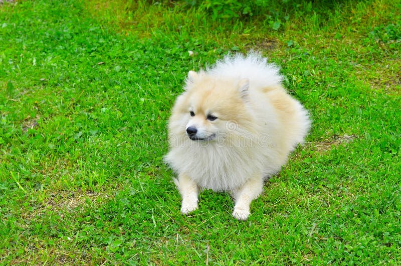 Duitse Spitz stock foto. Image of achtergrond, kijk, zuiver - 55857148