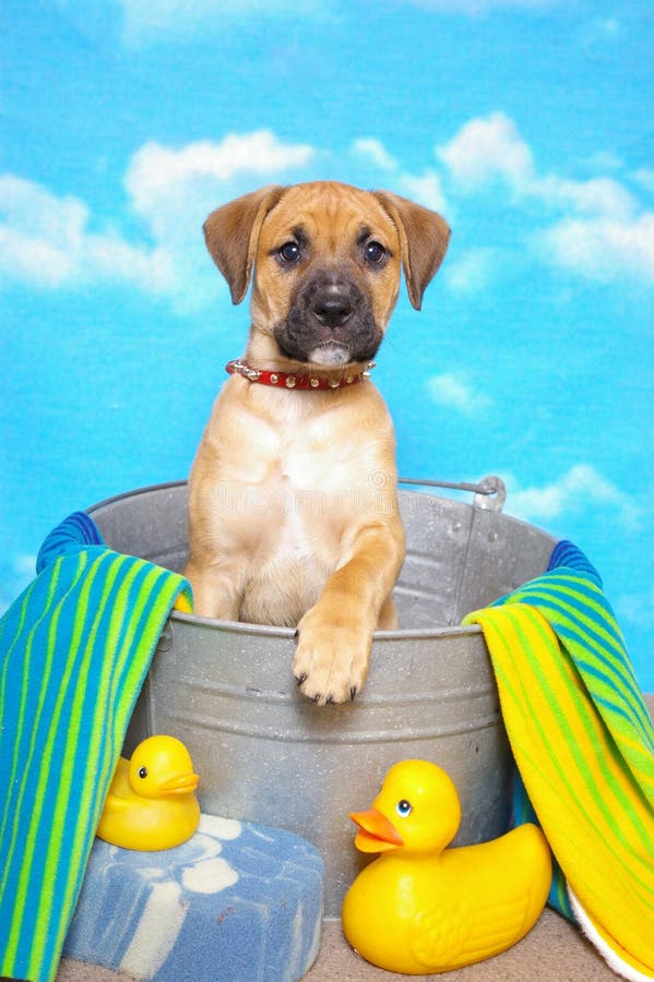 Hond in een Ton van de Was stock afbeelding. Image of spons - 23980719