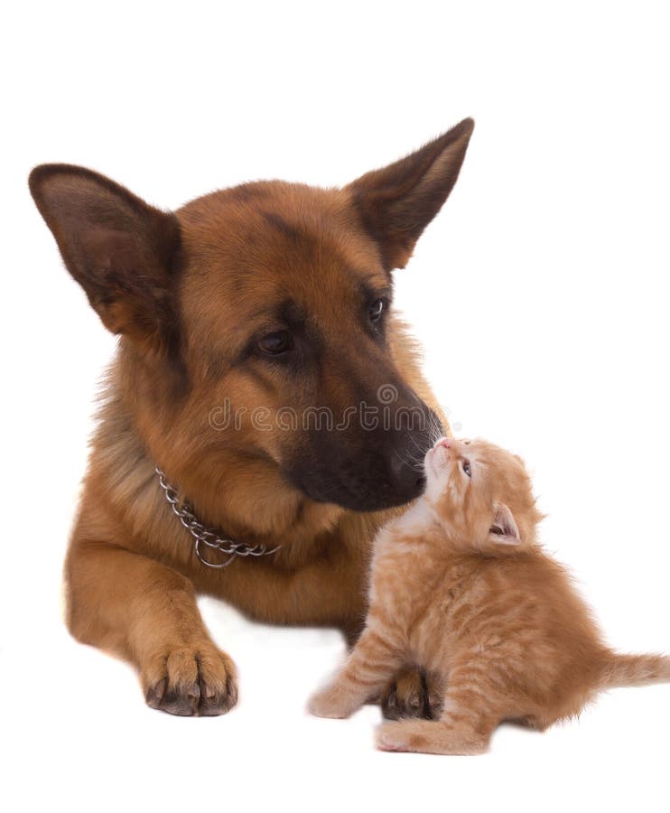 Hond en kat stock foto. Image of spatie, menselijk, jongen - 20237026
