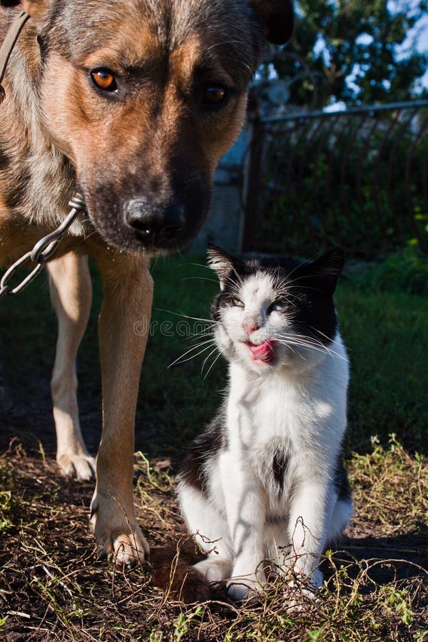 Hond en Kat stock foto. Image of rust, leuk, weide, verhouding - 26596076