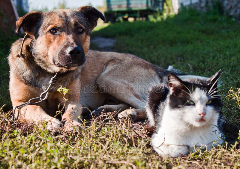 Hond en Kat stock foto. Image of comfortabel, hond, uitziend - 27518108