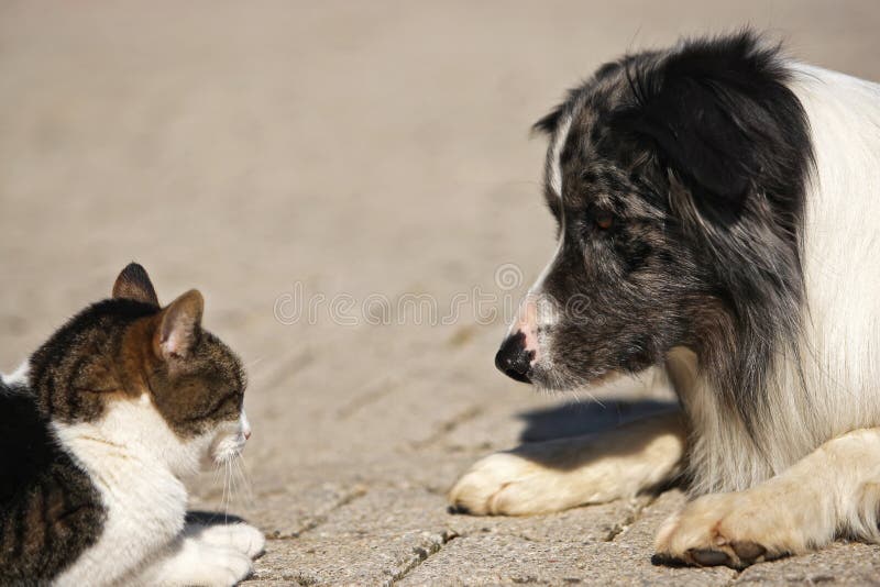 Hond En Kat, Hoofd - - Hoofd Stock Afbeelding - Image of samenhorigheid ...